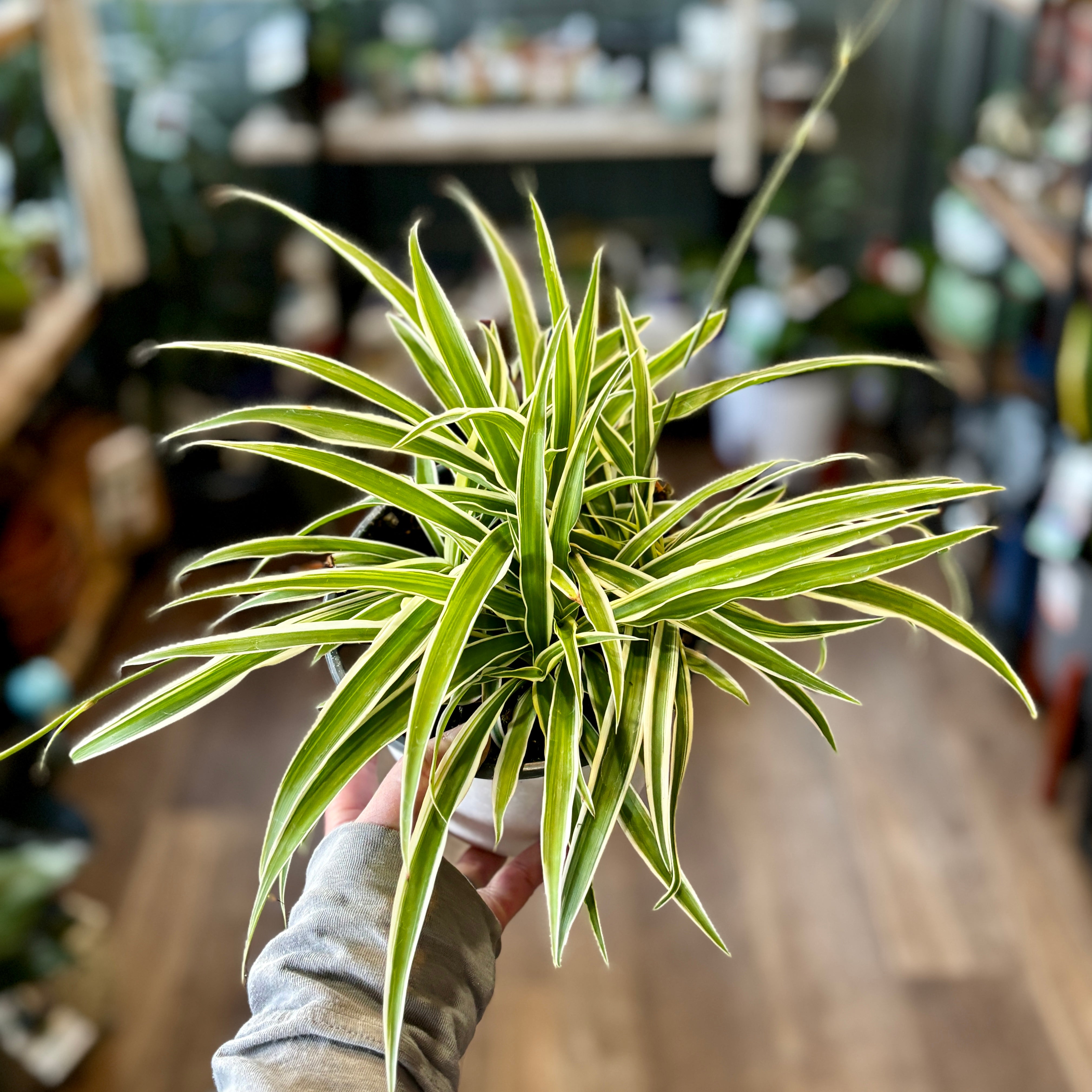 Spider Plant/Chlorophytum variegatum | Paisley Gardens