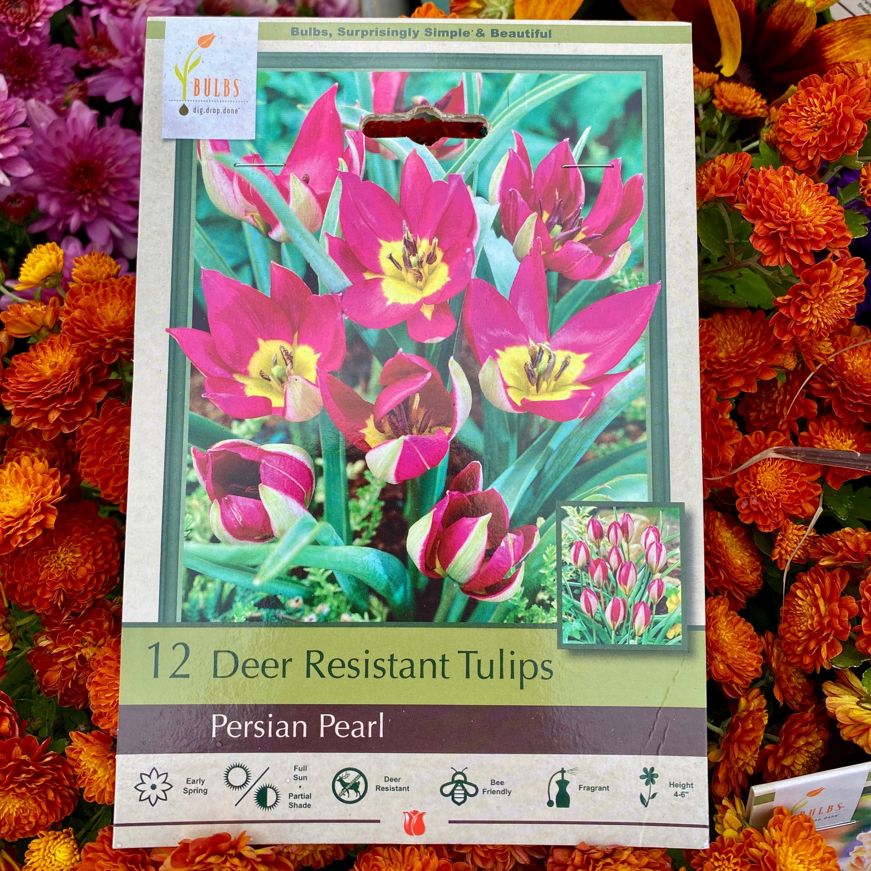 Tulip Persian Pearl | Paisley Gardens, LLC