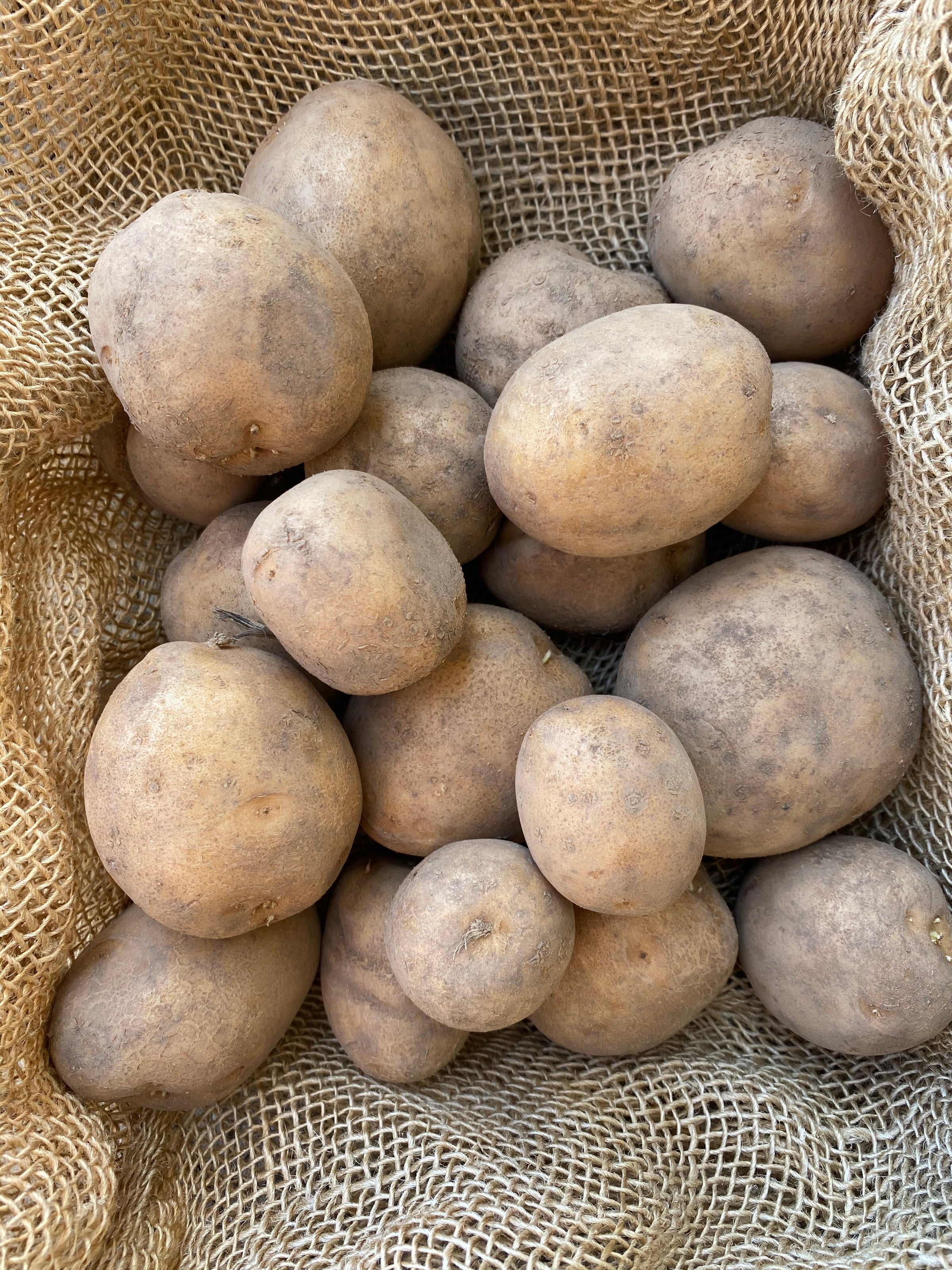 Oneida Gold Organic Seed Potato