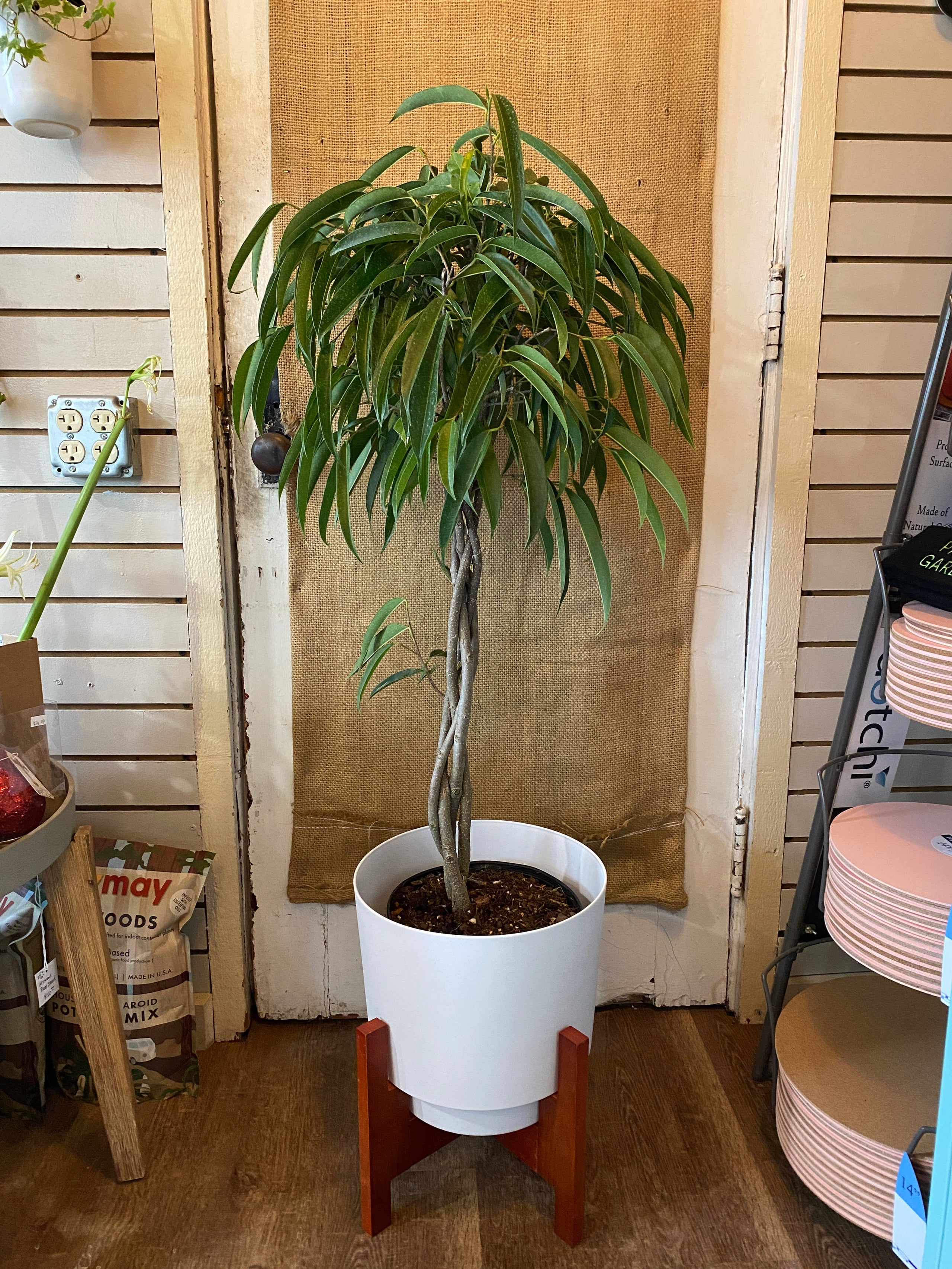 Ficus Ali Braided Tree | Paisley Gardens