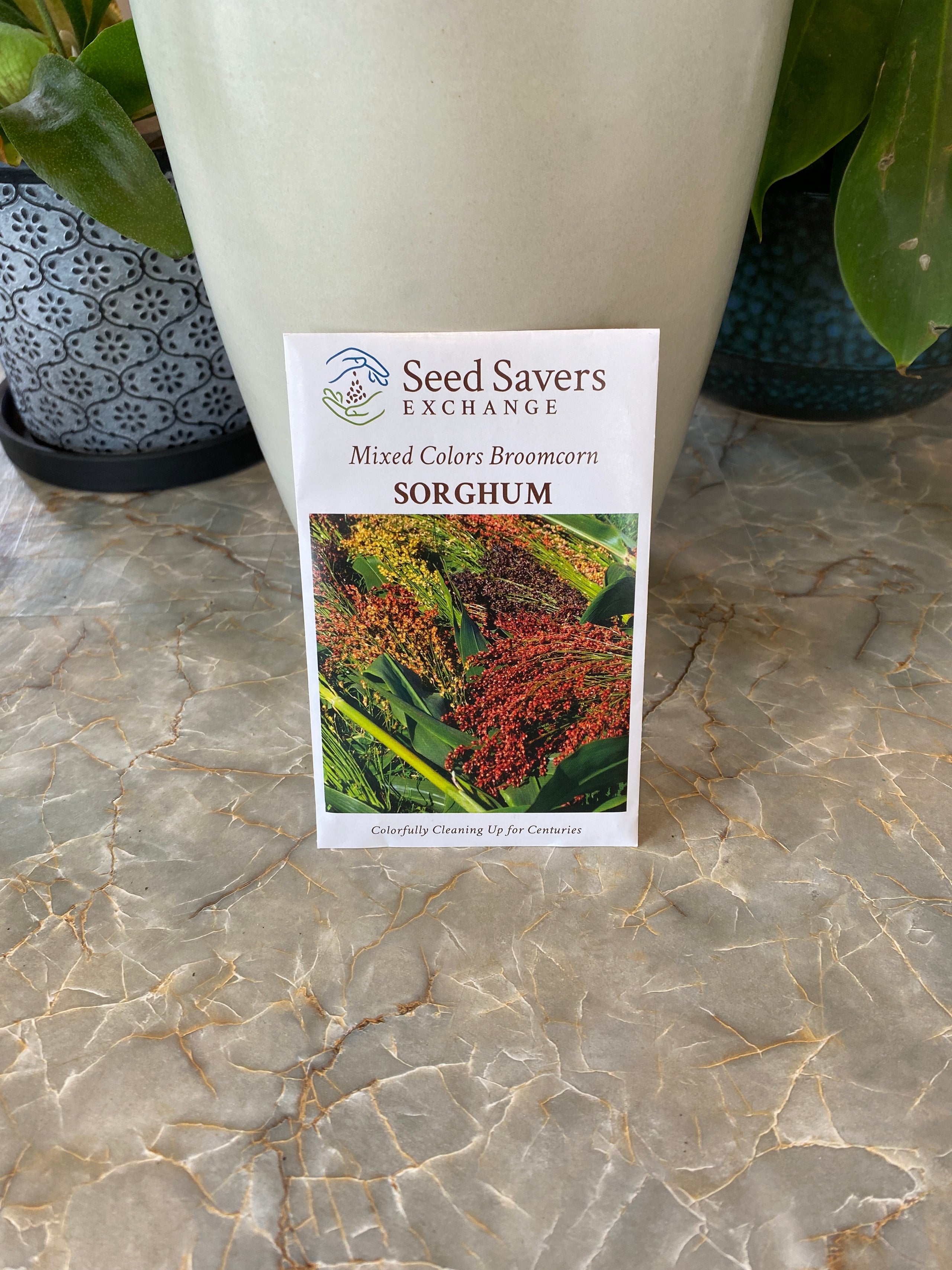 Sorghum Mixed Colors Broomcorn | Paisley Gardens