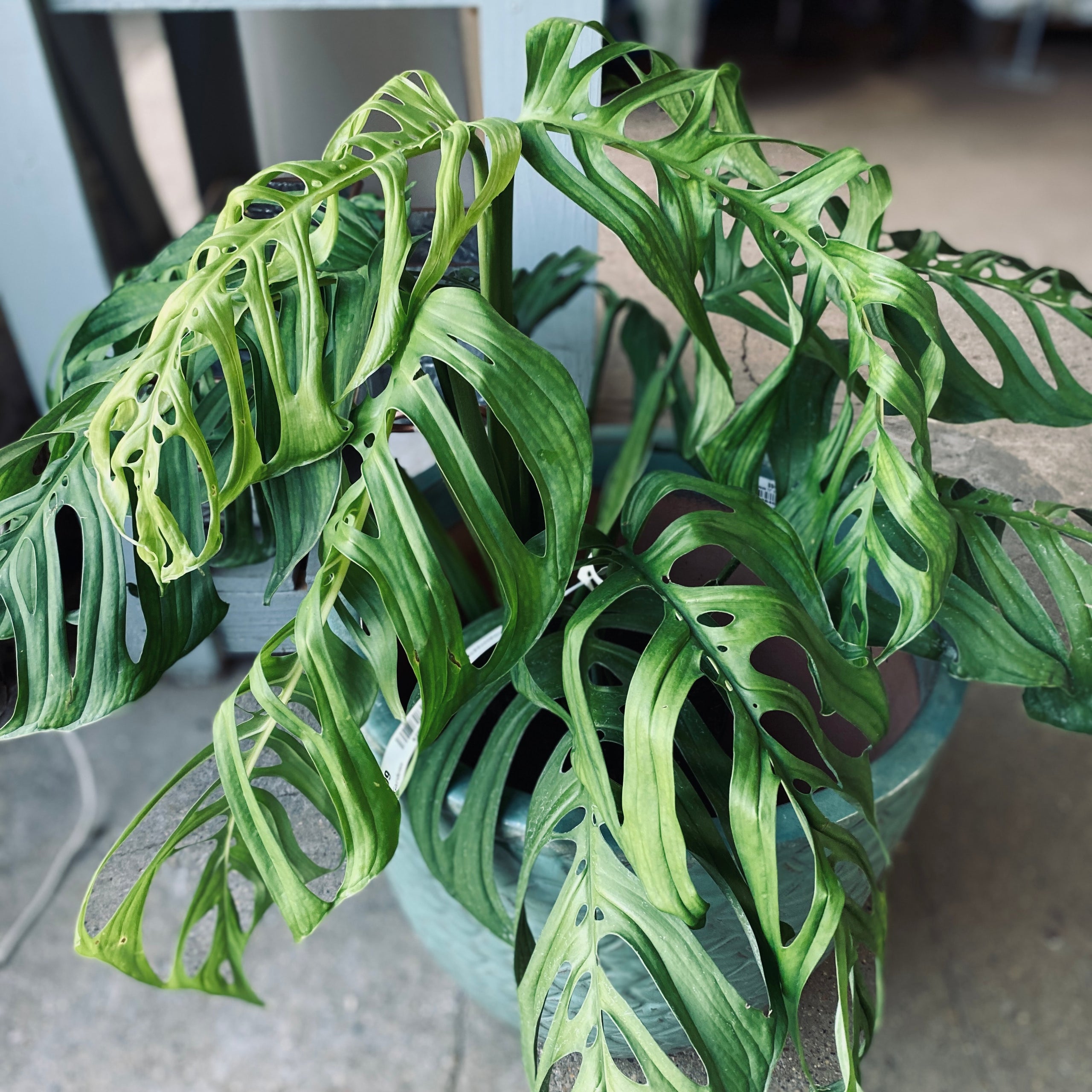 Philodendron/Monstera Esqueleto 10" | Paisley Gardens