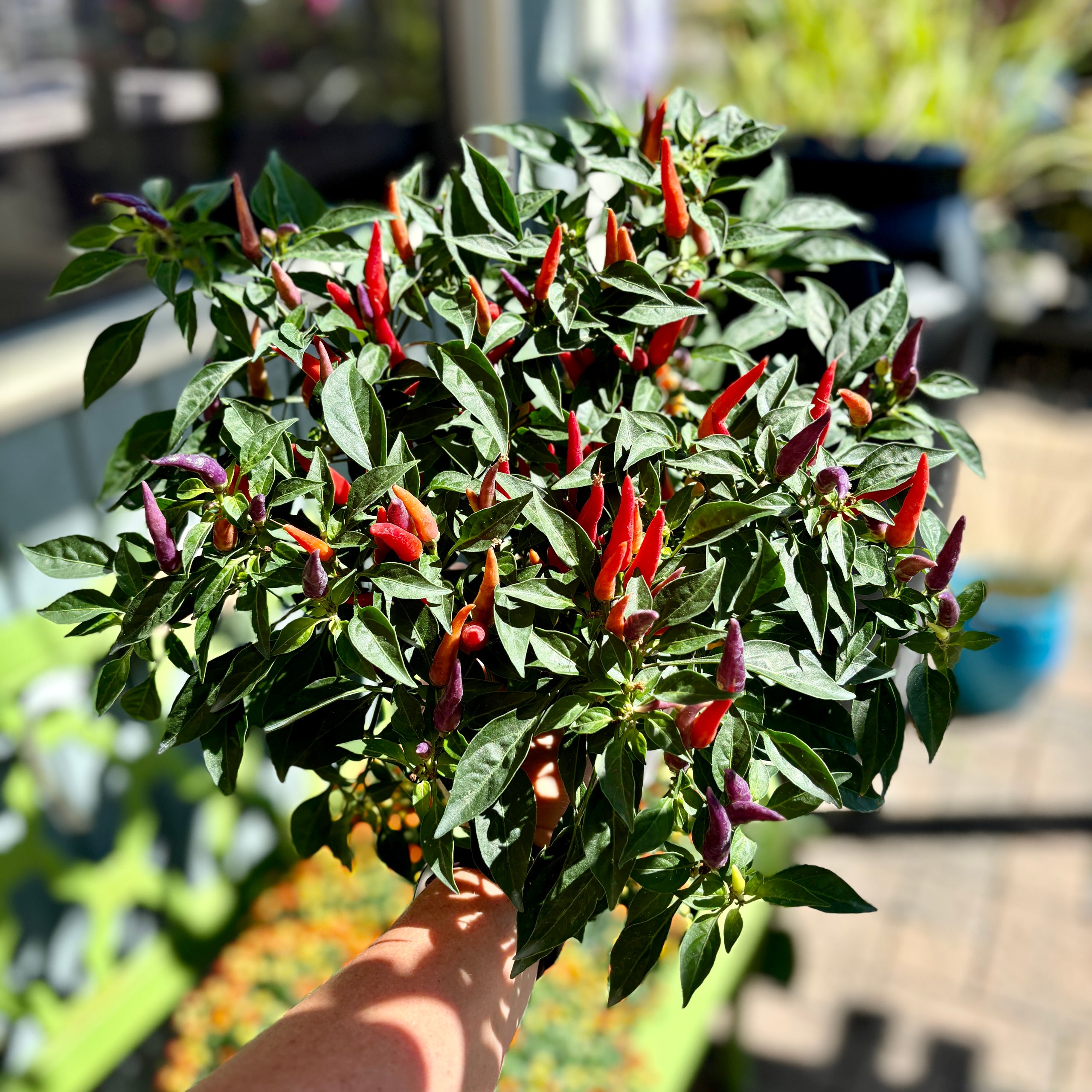 4.75" Ornamental Pepper Sangria | Paisley Gardens, LLC