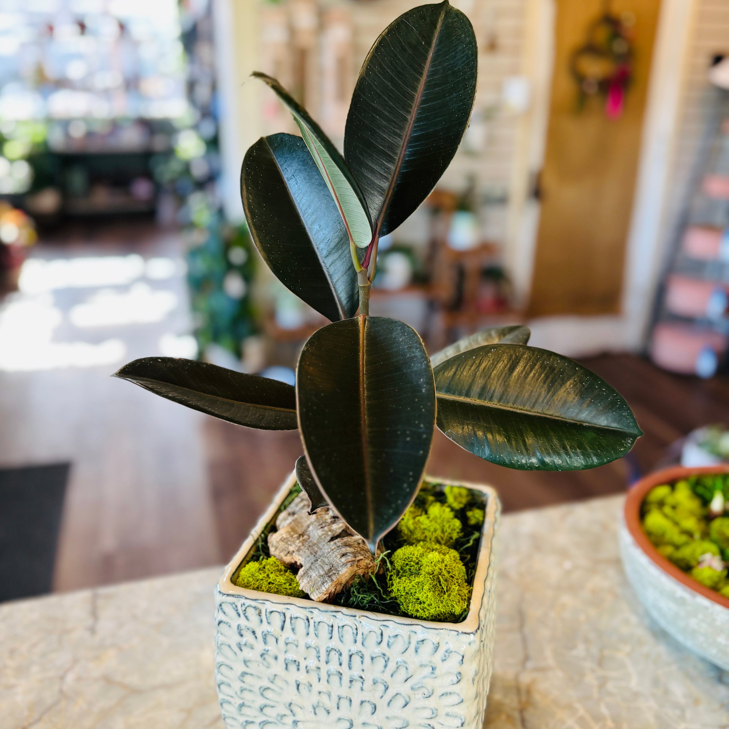 Ficus elastica Planted in White Ceramic Pot | Paisley Gardens, LLC