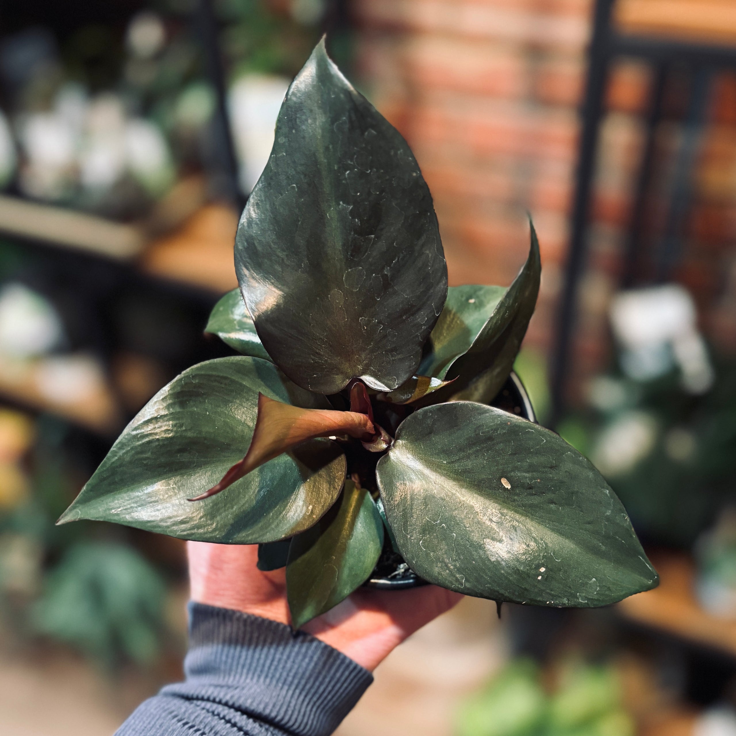 Philodendron Red Heart | Paisley Gardens