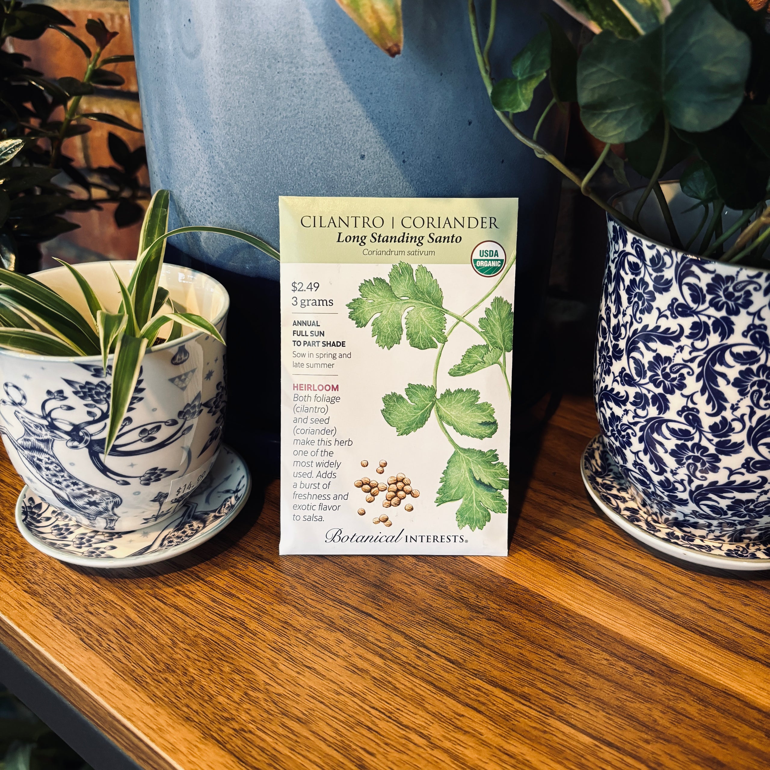 Cilantro/Coriander Long Standing Santo Organic | Paisley Gardens, LLC