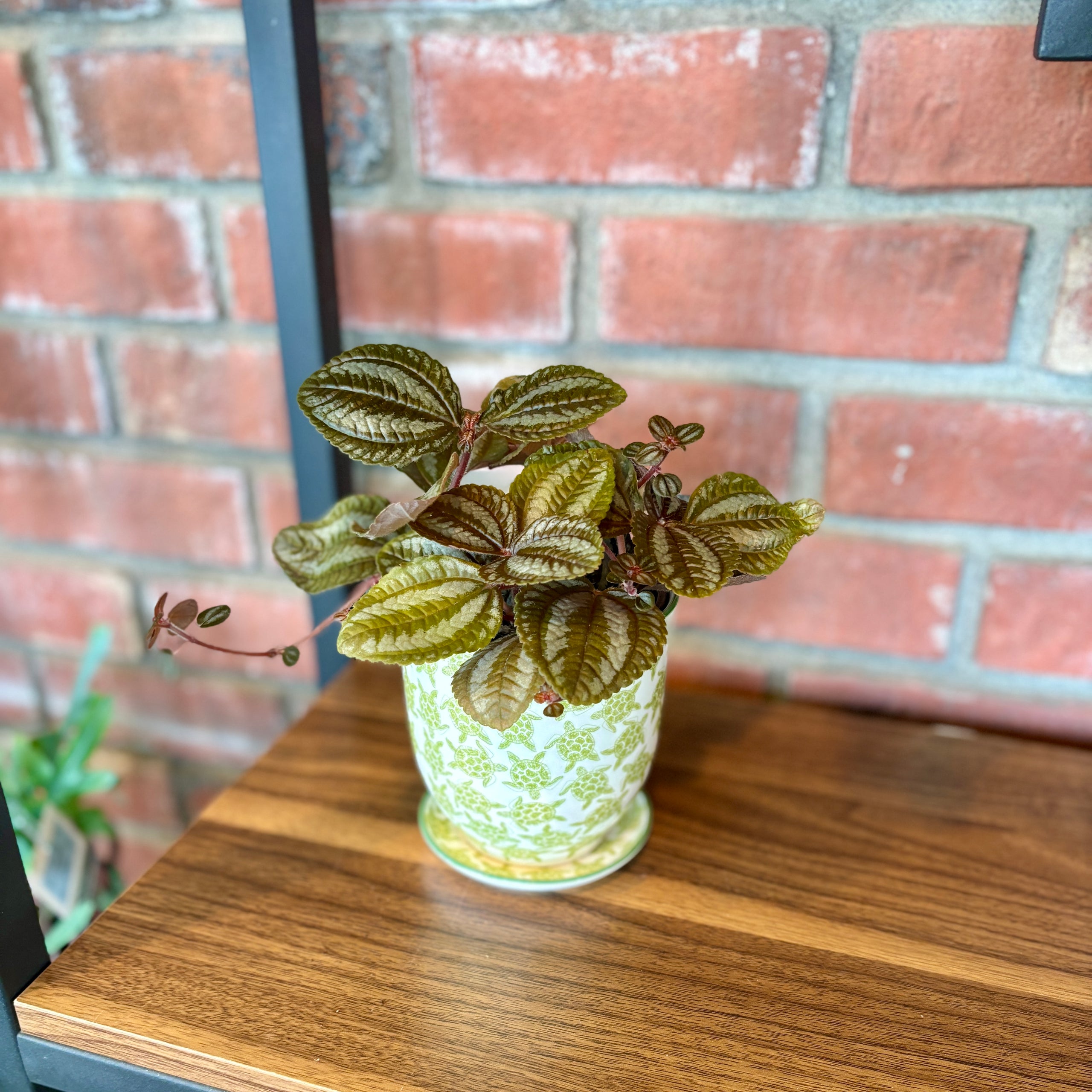 Pilea Pan Am | Paisley Gardens, LLC