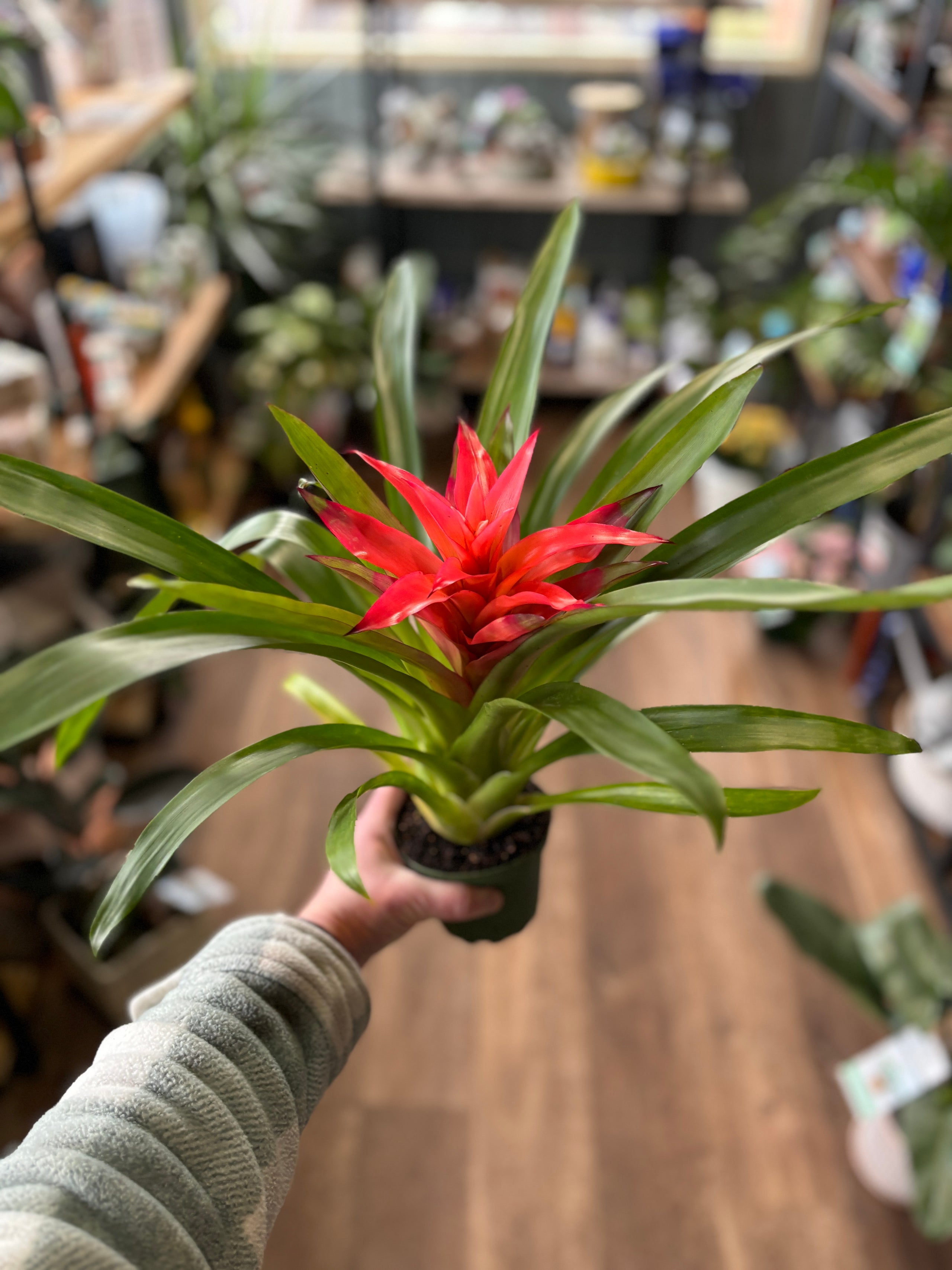 Bromeliad 4" Assorted | Paisley Gardens, LLC