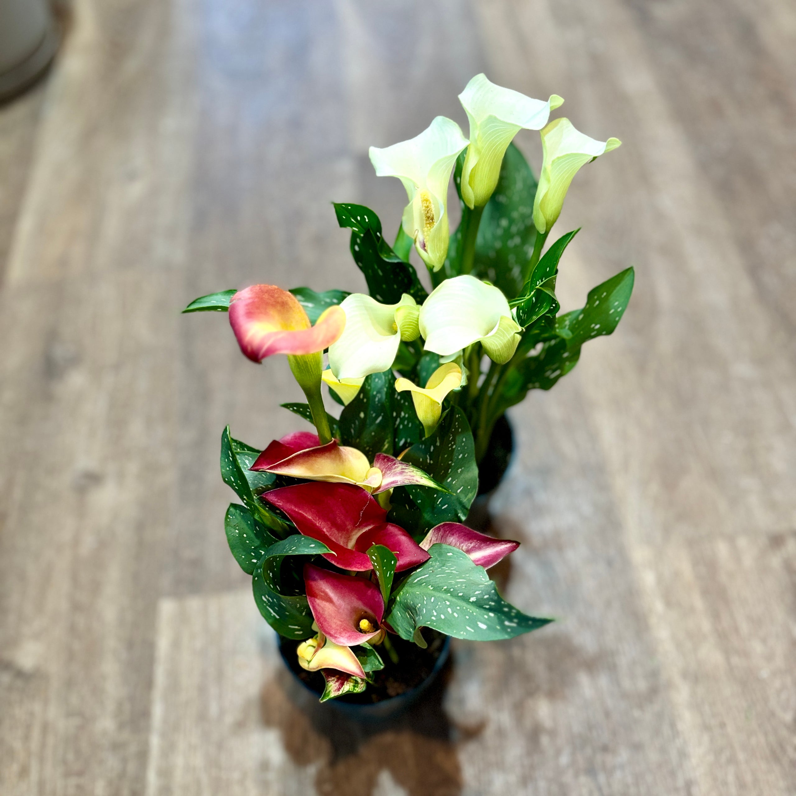 Calla Lily | Paisley Gardens, LLC